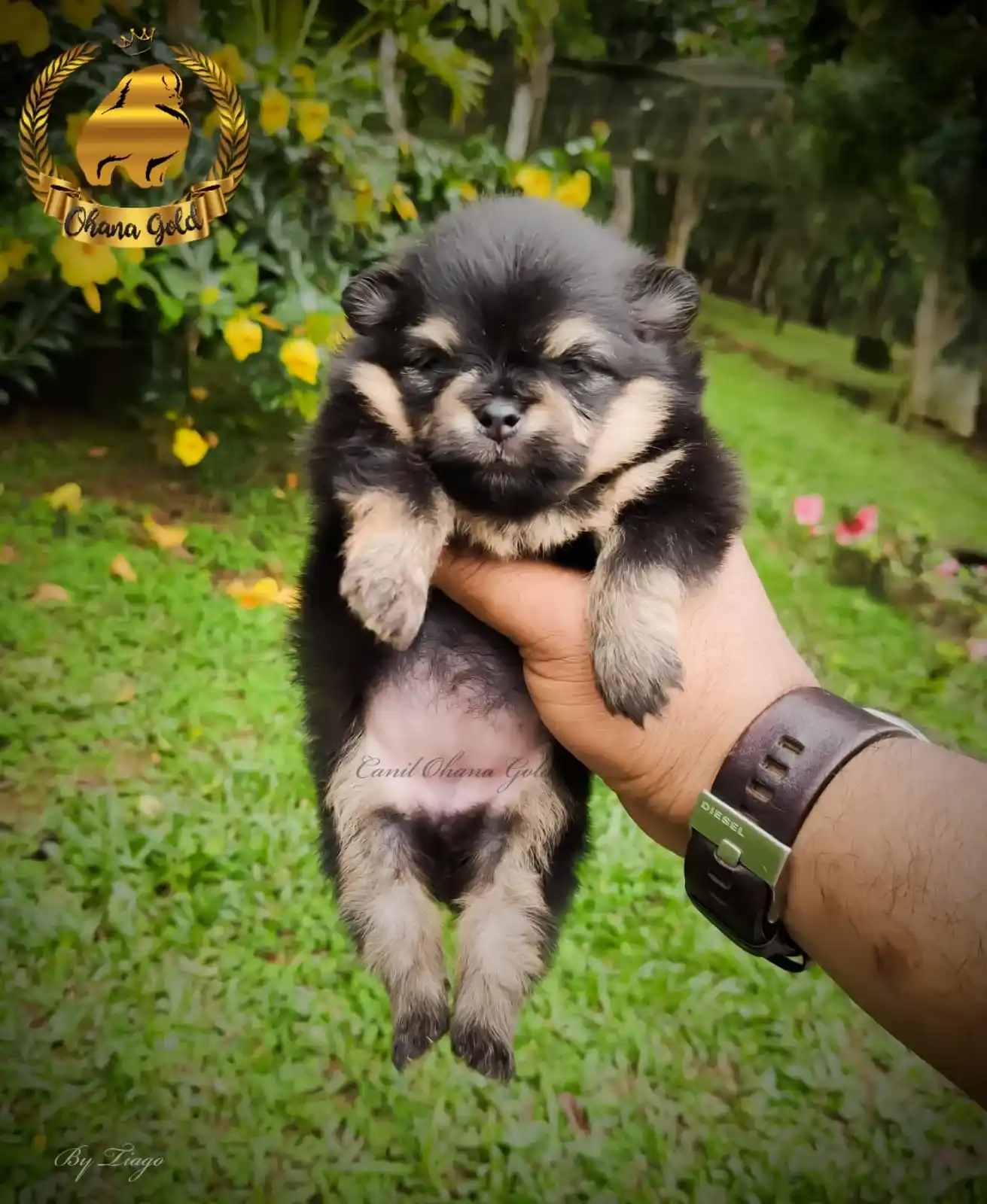 Filhotes De Pomeagle